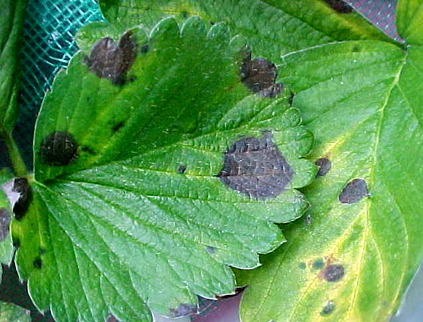 GitHub - pratikshaya/Strawberry-disease-detection-using-Faster-RCNN-