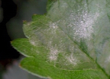 GitHub - pratikshaya/Strawberry-disease-detection-using-Faster-RCNN-