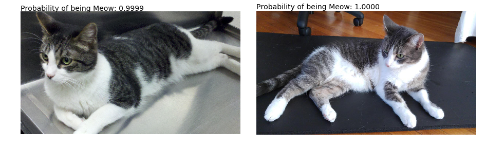 GitHub - drlarue/meow-or-not: Playing with computer vision techniques ...