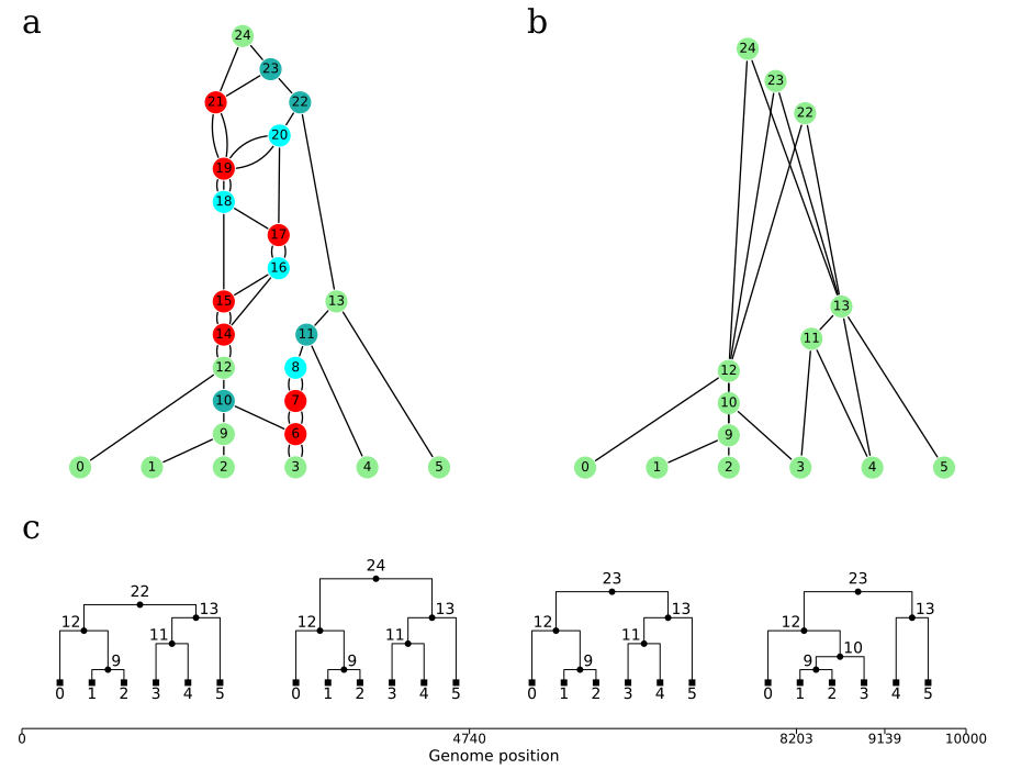 Should Fig 3a ARG be node annotated? · Issue #32 · tskit-dev/what-is-an ...