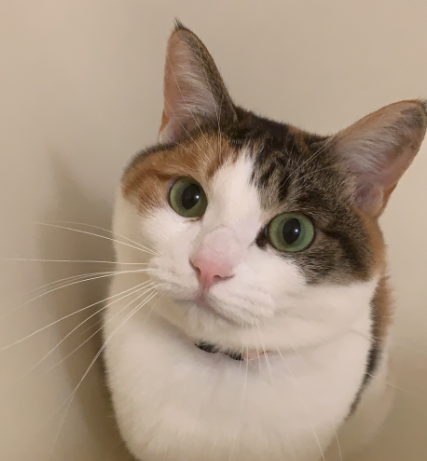 GitHub - myantyuWorld/ap_cat_decision: 飼い猫判定AIを作ってみる