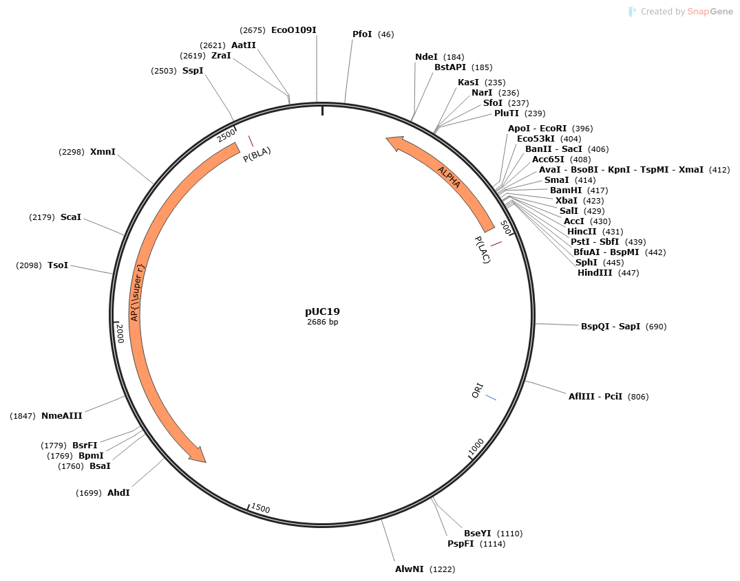 Incorrect feature recognition in the DNA viewer · Issue #4465 · elabftw/elabftw · GitHub