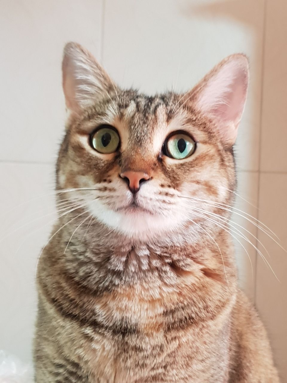 Sponsor @Mazafard on GitHub Sponsors · GitHub