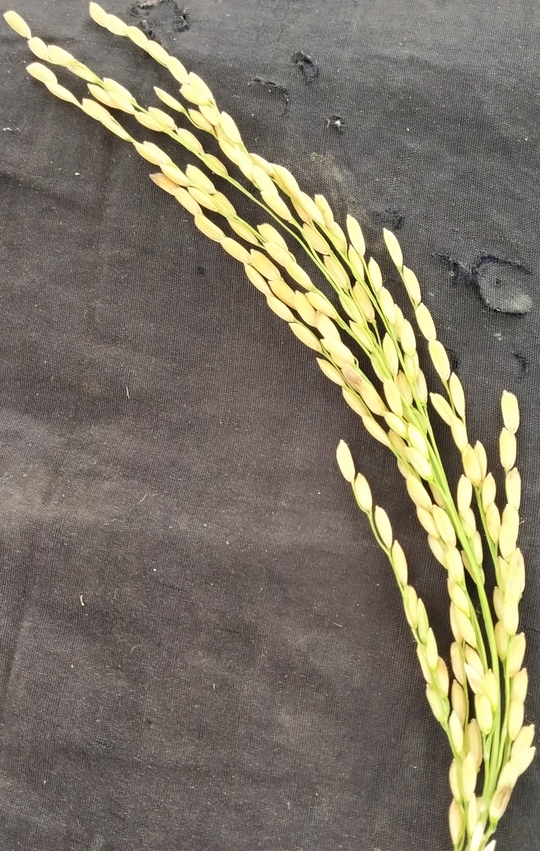 Grain (Paddy) Detect from Image · Issue #7664 · tensorflow/models · GitHub