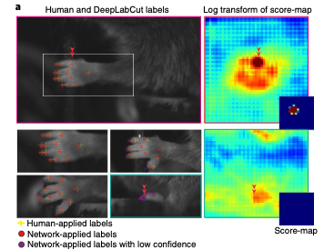 Unlabeled Demo video · Issue #674 · DeepLabCut/DeepLabCut · GitHub