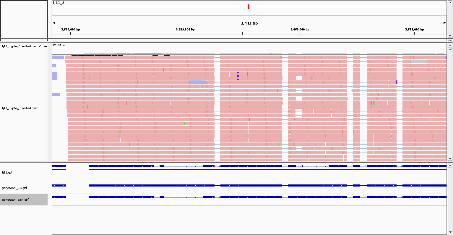 Ridiculous introns occur in BRAKER result · Issue #261 · Gaius-Augustus/BRAKER · GitHub