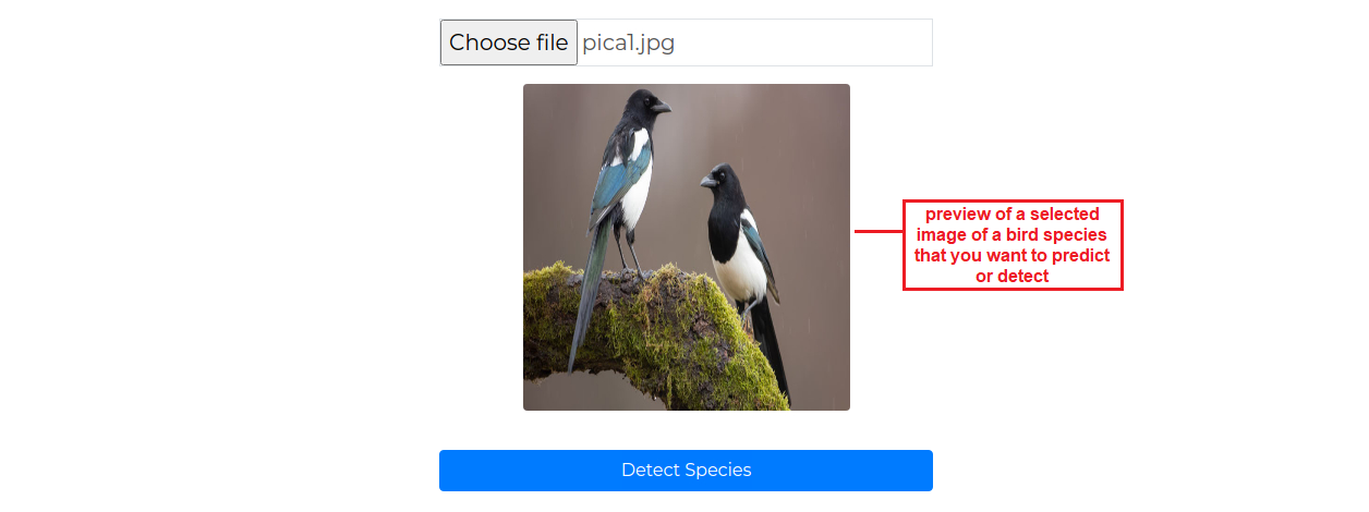 GitHub - Bikashgrg/Enterprise-solution-for-bird-species-detection-model ...