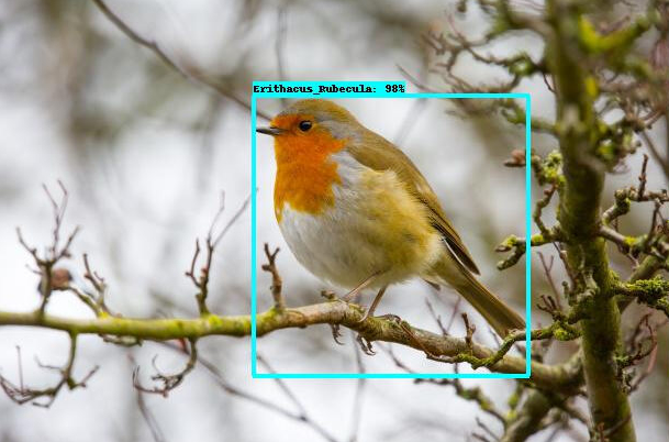 GitHub - Bikashgrg/Enterprise-solution-for-bird-species-detection-model ...