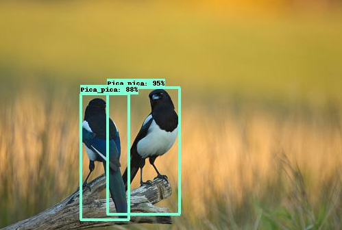 GitHub - Bikashgrg/Enterprise-solution-for-bird-species-detection-model ...