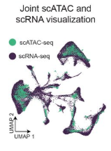 scRNA-seq and scATAC-seq integration · Issue #94 · GreenleafLab/ArchR · GitHub