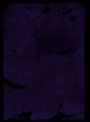 Porting some old Emgu code to NetVips · Issue #130 · kleisauke/net-vips · GitHub