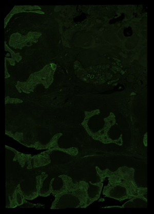 Porting some old Emgu code to NetVips · Issue #130 · kleisauke/net-vips · GitHub