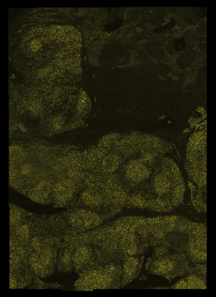 Porting some old Emgu code to NetVips · Issue #130 · kleisauke/net-vips · GitHub