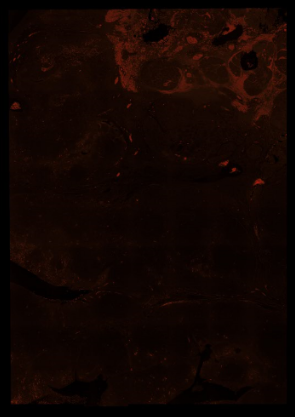 Porting some old Emgu code to NetVips · Issue #130 · kleisauke/net-vips · GitHub