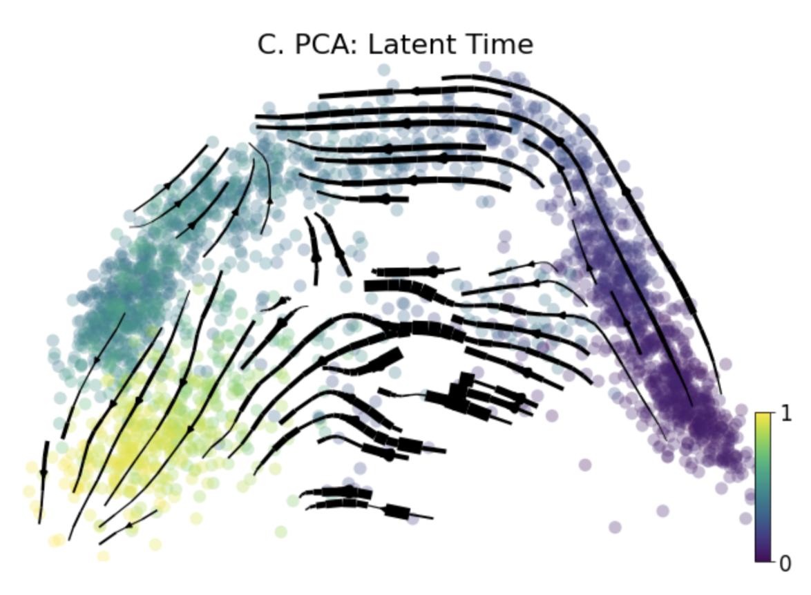 Make streamline arrow size adjustable · Issue #486 · theislab/scvelo ...