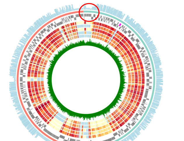 Some contigs are not separated on the CIRCOS plot · Issue #29 · metagenlab/chlamdb · GitHub