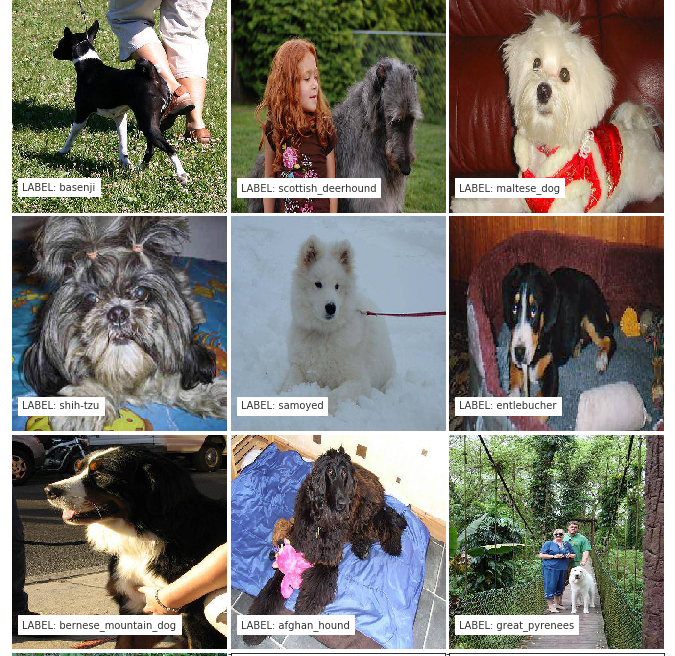 GitHub - prateekralhan/Dog-Breed-Classification-using-tensorflow