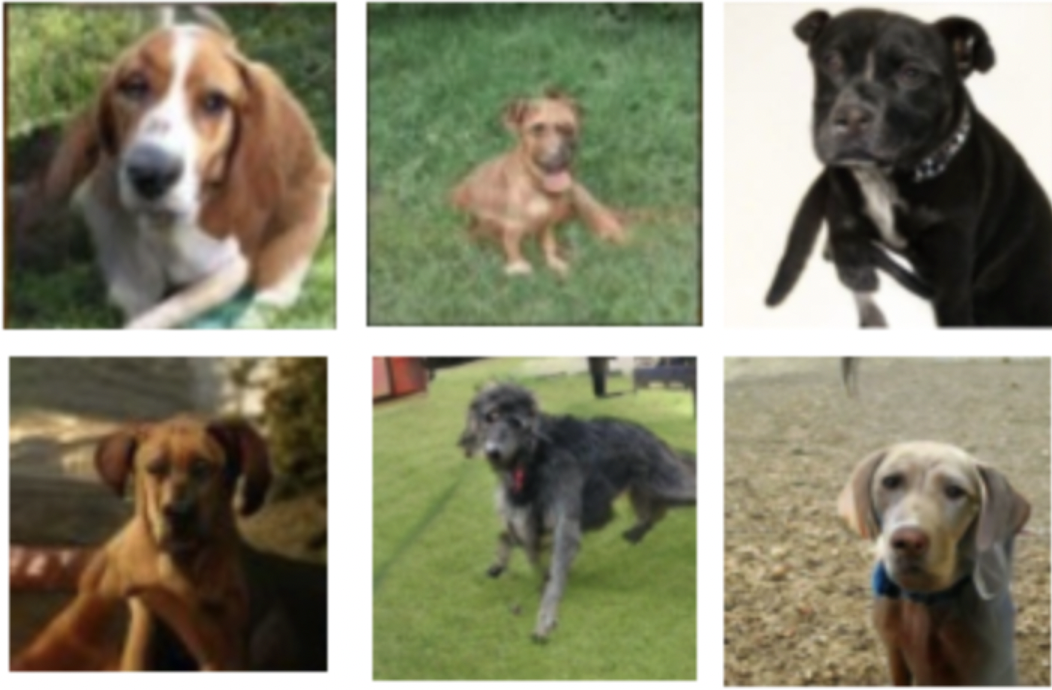 GitHub - SrividyaKirti/Generative_dog_images