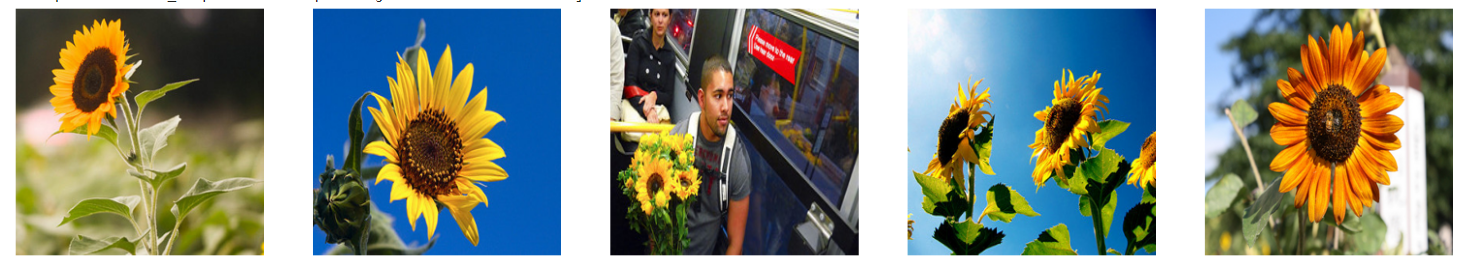 GitHub - hrkhak/DCGAN_generate_sunflower: implementation of dcgan to generate flower