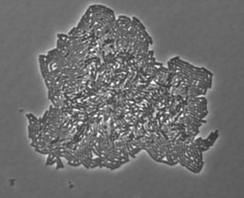 openpiv not working for my dataset · Issue #112 · OpenPIV/openpiv-python · GitHub