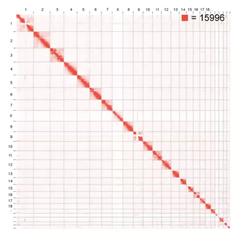 Intrachromosomal triangle plots? · Issue #83 · PhanstielLab/plotgardener · GitHub