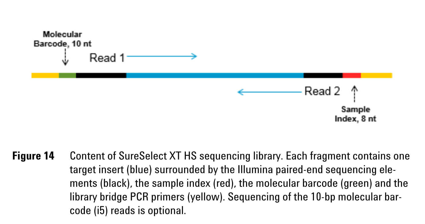 How to group reads from same duplex DNA fragment (Sureselect XT HS ...