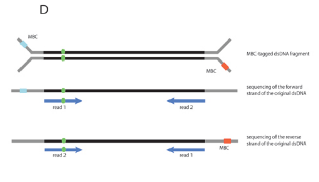 How to group reads from same duplex DNA fragment (Sureselect XT HS ...