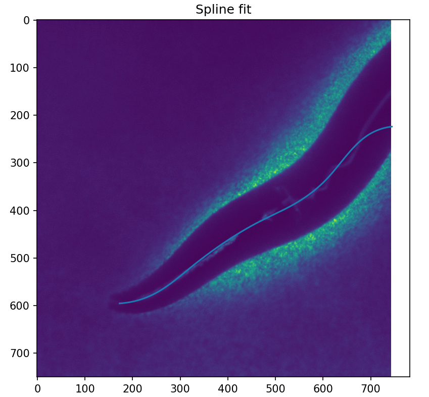 GitHub - biosharp18/Worm-Kymograph