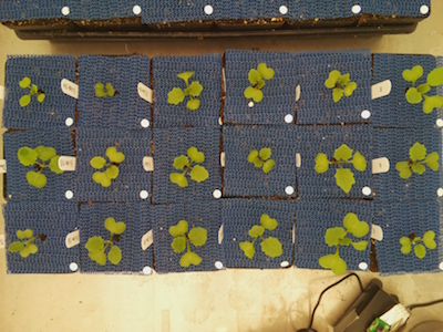 image is not binary · Issue #591 · danforthcenter/plantcv · GitHub