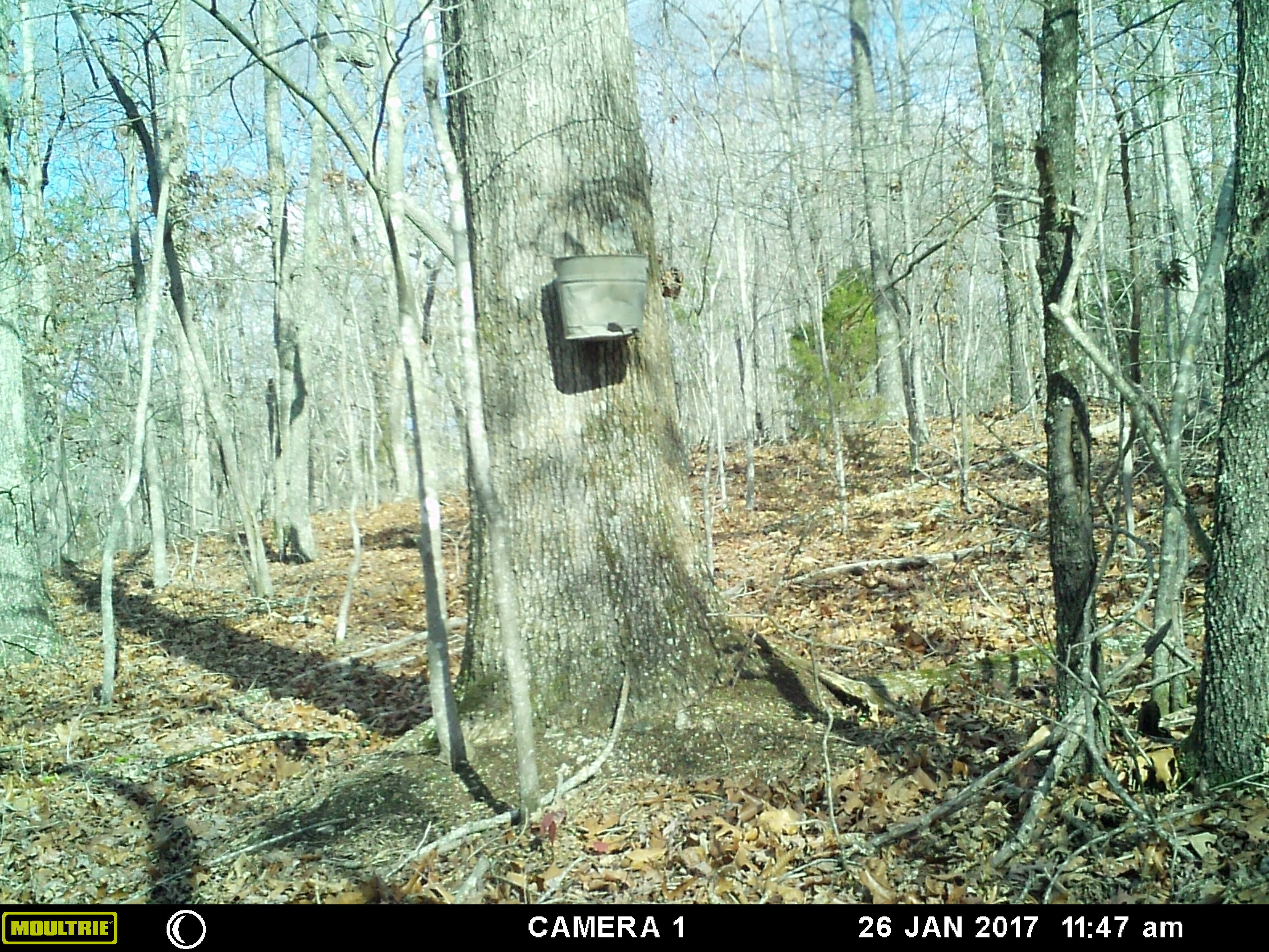 Image starts decoding fine, then gets stuck repeating same pixel color · Issue #15 · Bodmer ...