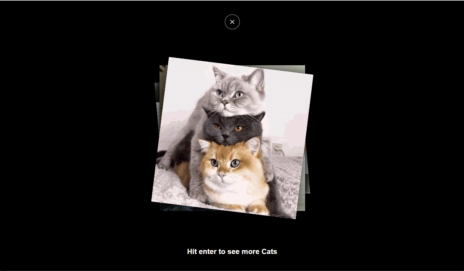 GitHub - Tamiyo22/jiffy-Project: Recreated Giphy website using Giphy API and React library