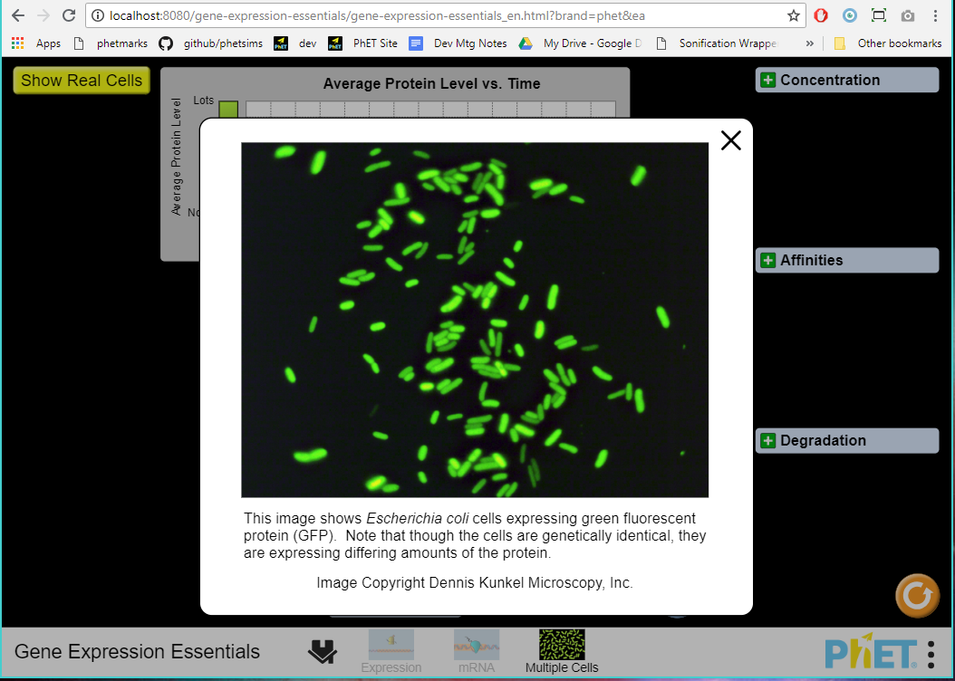 FluorescentCellsPictureDialog issues · Issue #121 · phetsims/gene-expression-essentials · GitHub