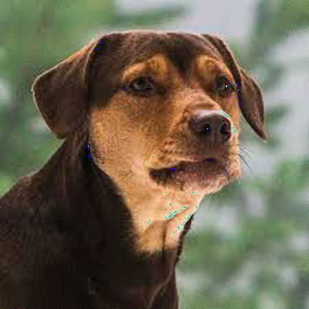 Visual noise being introduced by Bicubic interpolation · Issue #21044 · pytorch/pytorch · GitHub