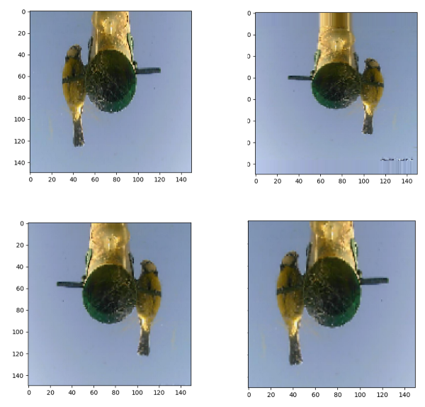 GitHub - ferhat00/bird_feeder_cnn_classification: A CNN used to ...