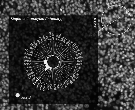Radial Histogram Filter · Issue #33 · labsyspharm/minerva_analysis · GitHub
