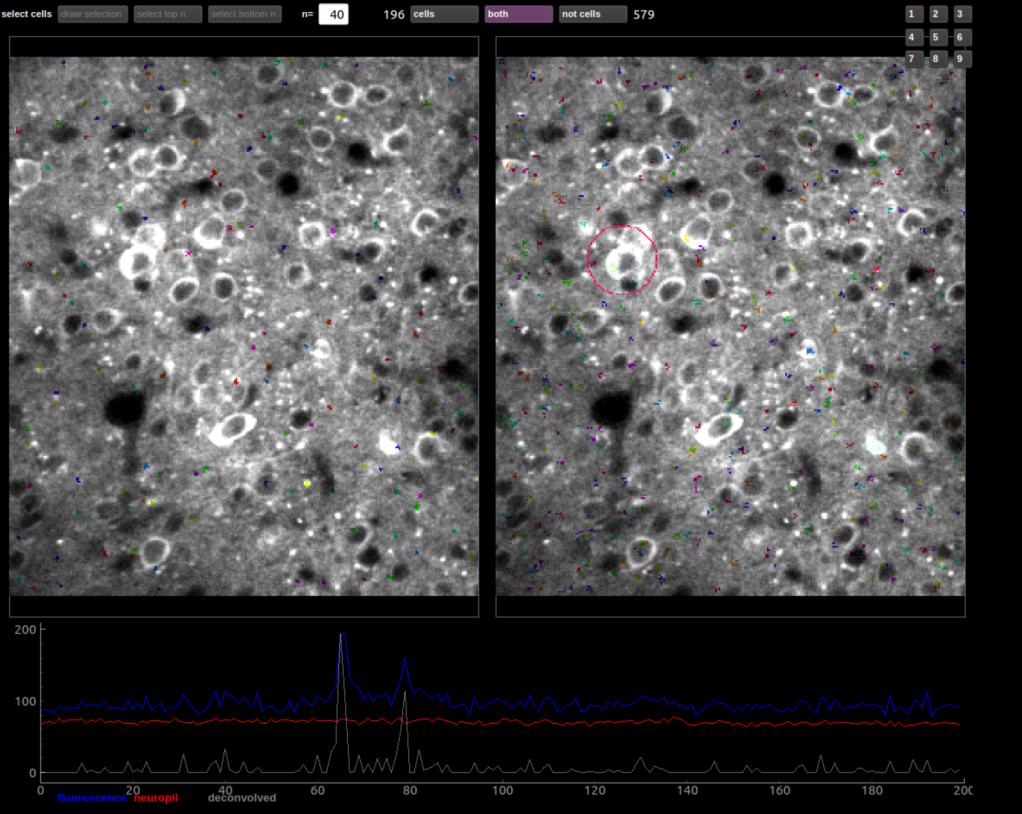 issues with jRCaMP acquisitions · Issue #277 · MouseLand/suite2p · GitHub