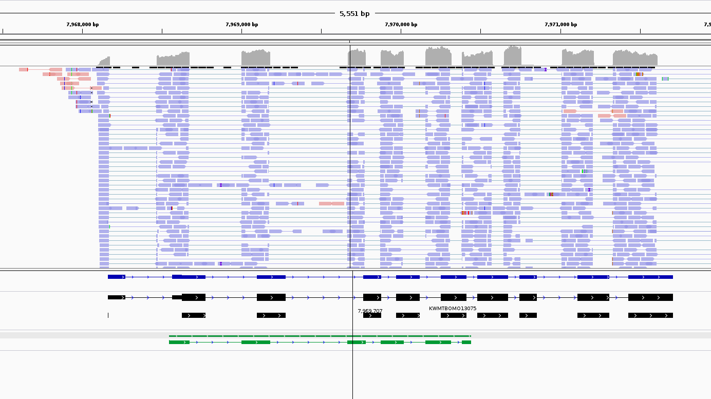 Some of the gene structures PASA built just don't make sense · Issue ...
