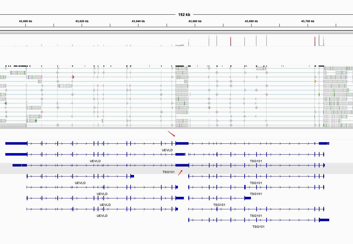 Not real transcripts fusioin · Issue #37 · Kingsford-Group/scallop · GitHub