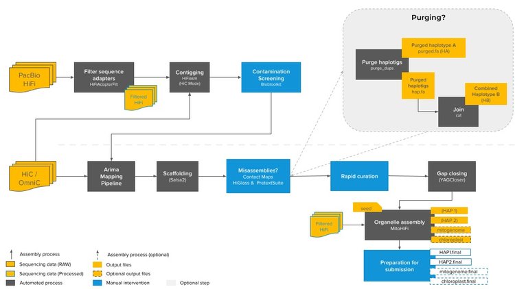 GitHub - ccgproject/ccgp_assembly: CCGP Repository for the genome ...