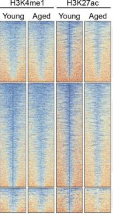 plot heatmap of multiple samples side by side · Issue #1075 · deeptools/deepTools · GitHub