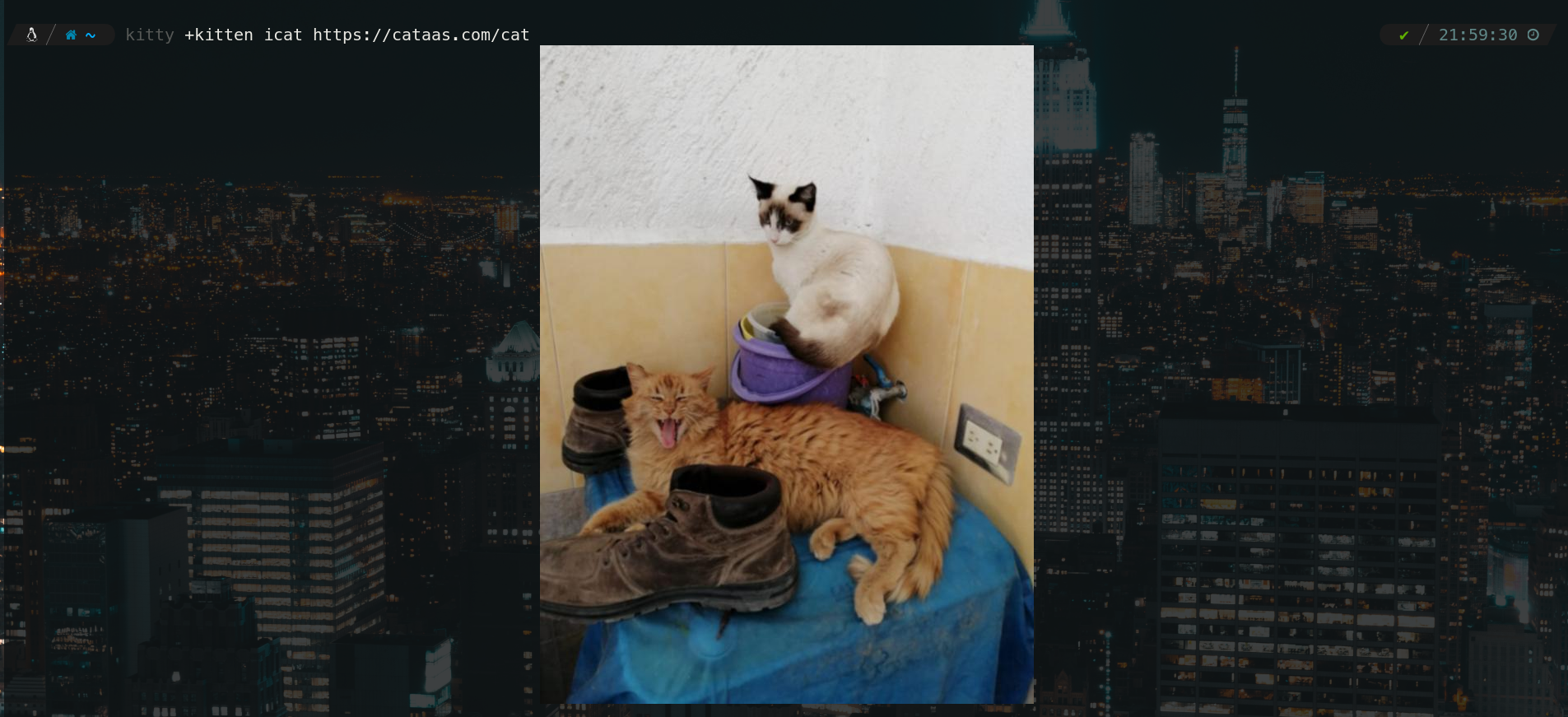 Feature: Image from URL - kitty · Issue #2088 · dylanaraps/neofetch ...