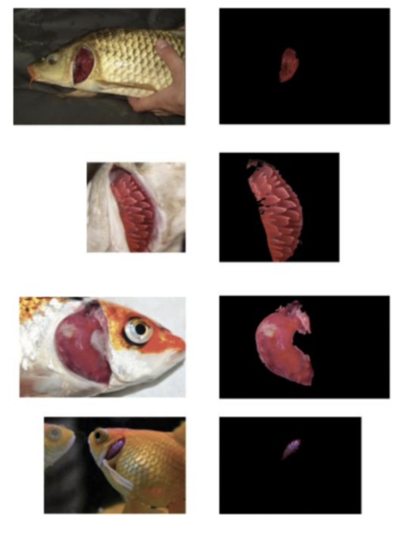 GitHub - n-s405/fishfreshness: Implementation code for my paper : An ...