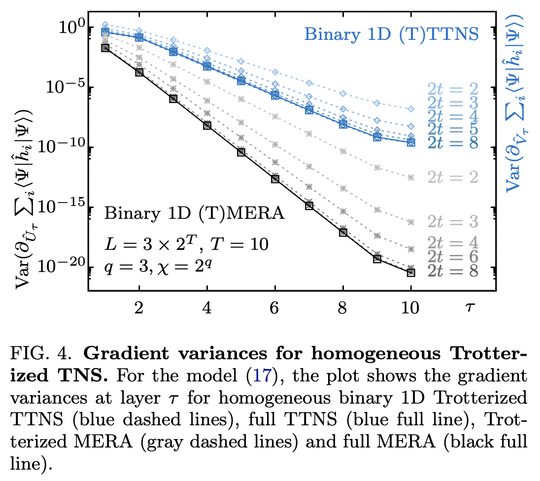 Isometric tensor network optimization for extensive Hamiltonians is free of barren plateaus ...