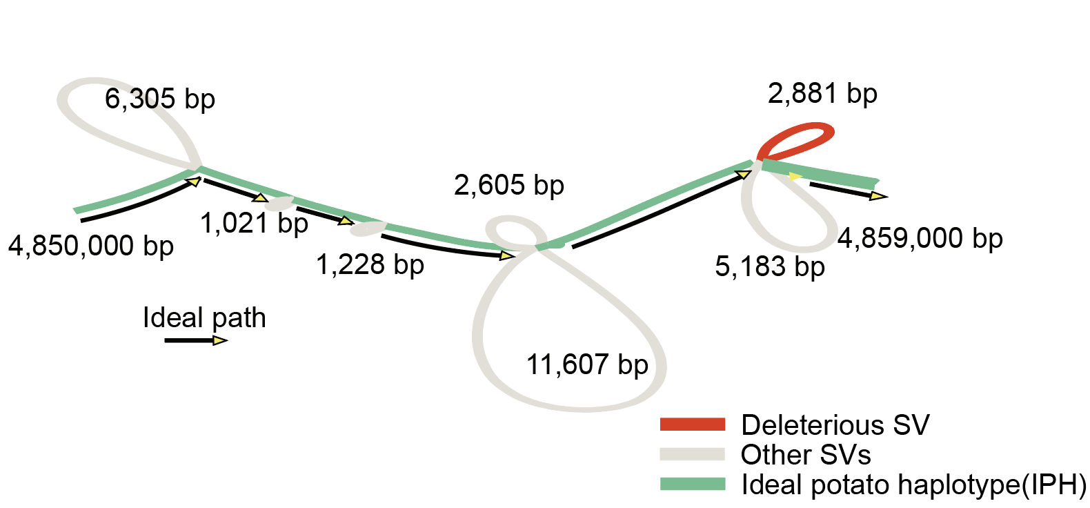 GitHub - Chenglin20170390/Haplotype-diversity: This repository contains relevant code and ...