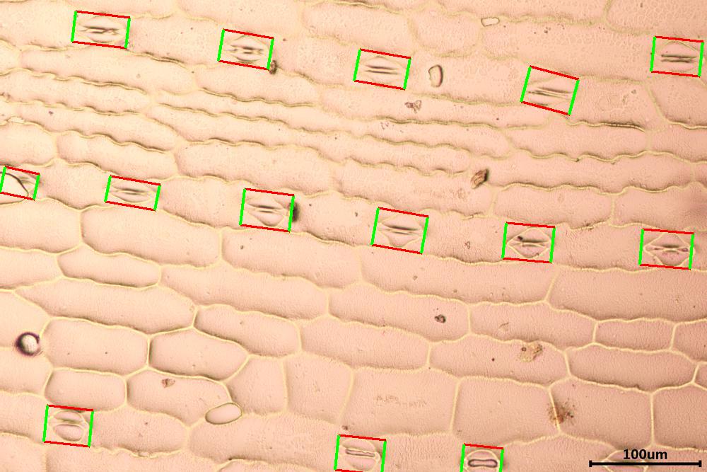 Github Sswangbo159357 Rotating Stomata Detection Rotating Stomata Measurement Based On Anchor