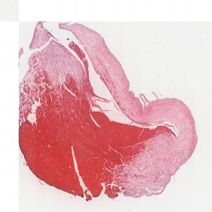 pyvips.Image.thumbnail is abnormal · Issue #279 · libvips/pyvips · GitHub