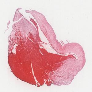 pyvips.Image.thumbnail is abnormal · Issue #279 · libvips/pyvips · GitHub