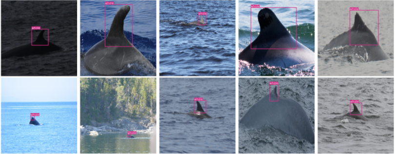 GitHub - CaptainAP/Whale-Identification