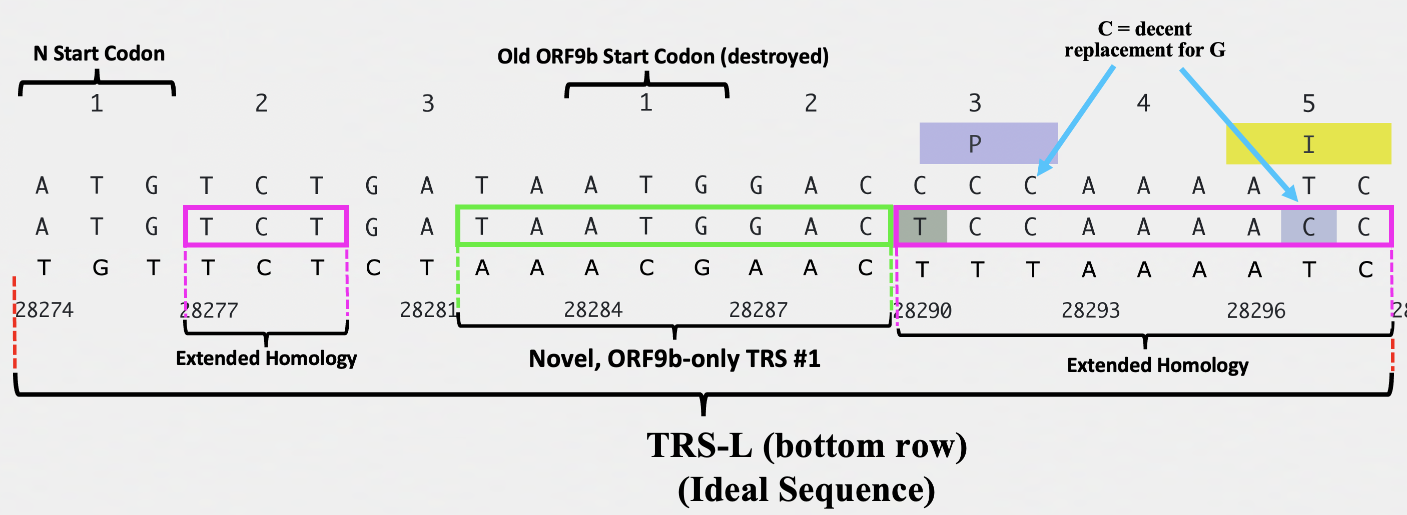 HF.1 (XBB.1.16.13.1) Sublineage with S:H1101Y, S:D1163Y, N:A35T, ORF1a ...