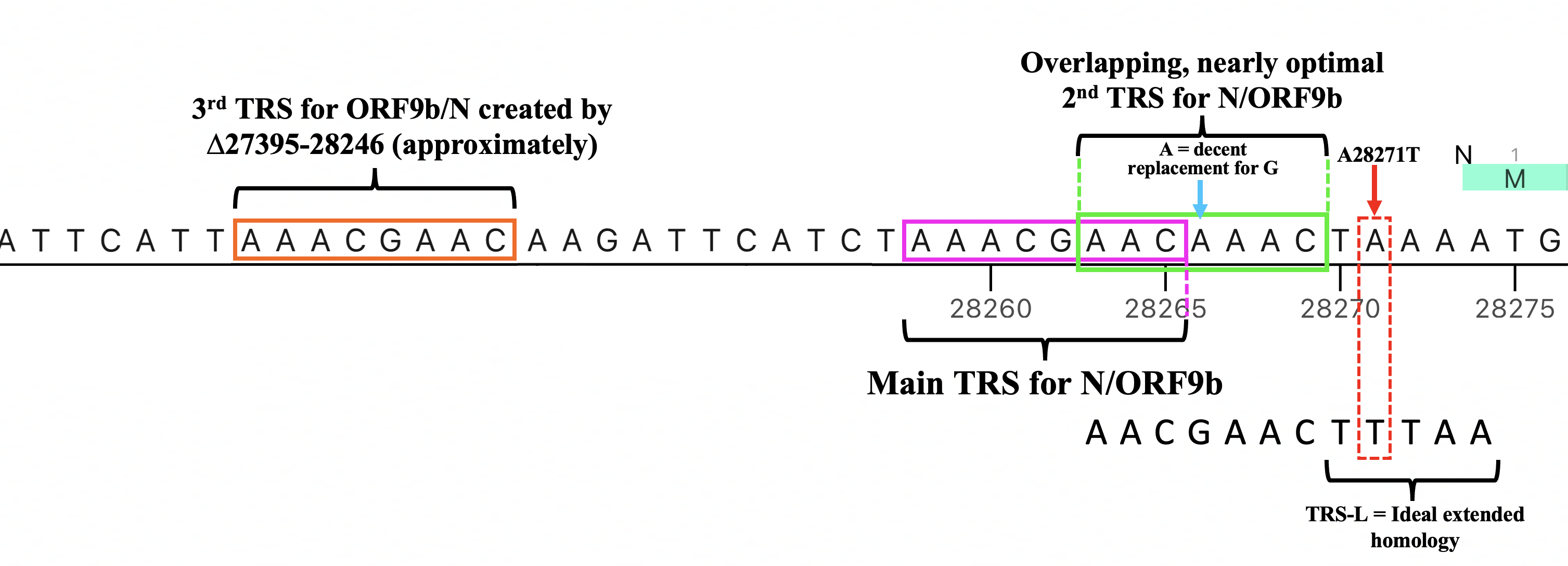 GW.5.1.1 with Orf6a:61 restored/ Orf7a/ Orf7b/ Orf8 deleted by Ryan Hisner · Issue #2346 · cov ...